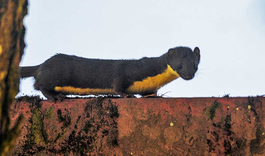 Yellow-bellied weasel facts, distribution & population | BioDB