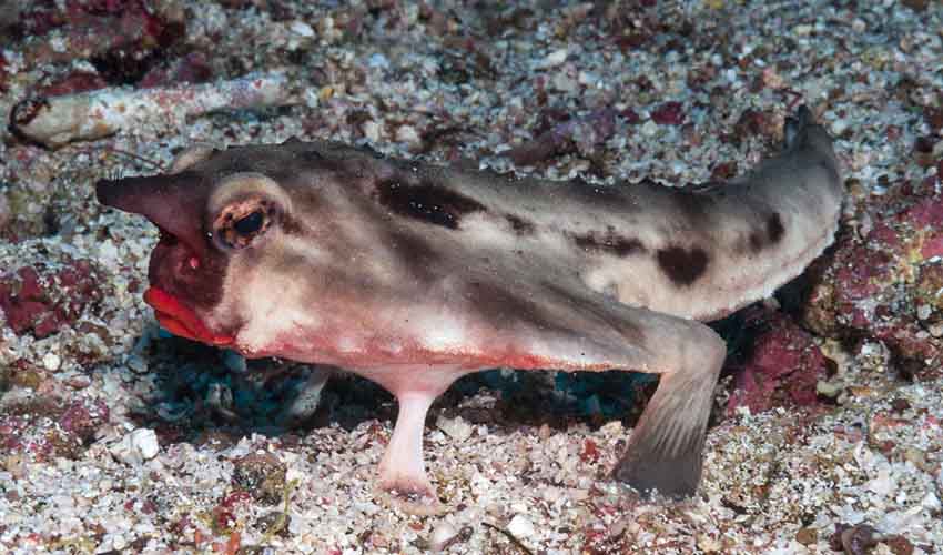 Red-lipped batfish facts, distribution & population | BioDB