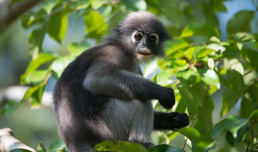 Dusky leaf monkey facts, distribution & population | BioDB