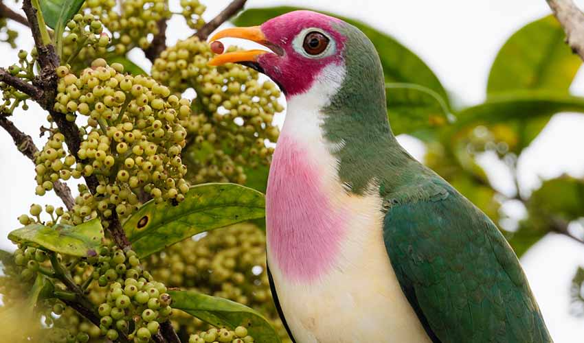 Jambu fruit dove facts, distribution & population | BioDB
