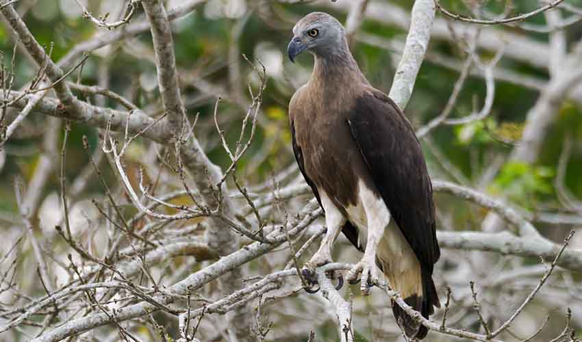 Grey-headed fish-eagle facts, distribution & population | BioDB