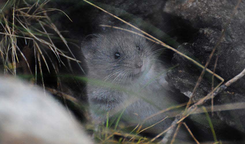 European snow vole facts, distribution & population | BioDB