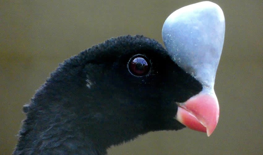Pauxi - Helmeted curassows: facts, distribution & population | BioDB