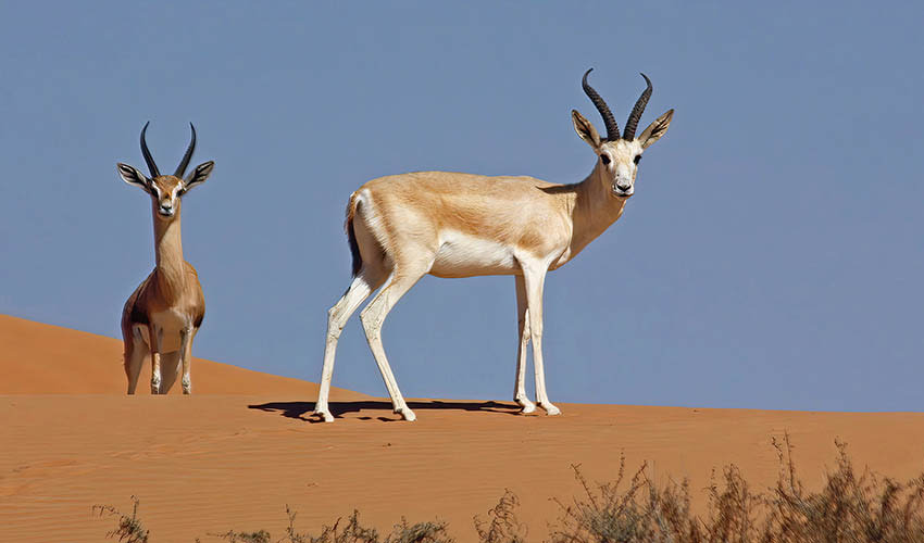 Arabian sand gazelle facts, distribution & population | BioDB