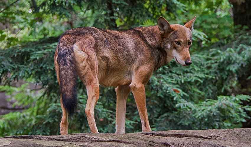 Red wolf facts, distribution & population | BioDB