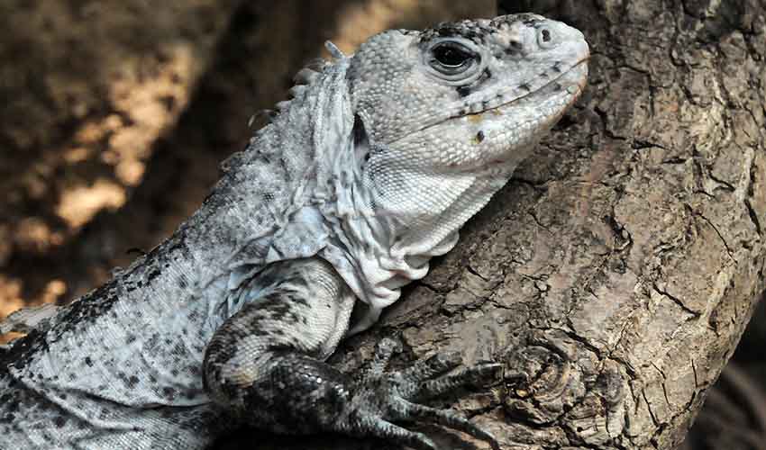 Utila spiny-tailed iguana facts, distribution & population | BioDB