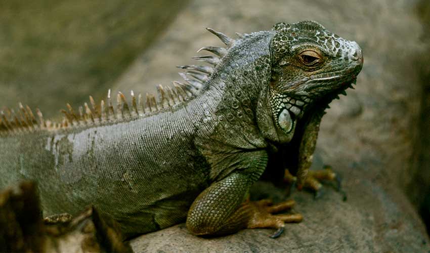 Lesser Antillean iguana facts, distribution & population | BioDB