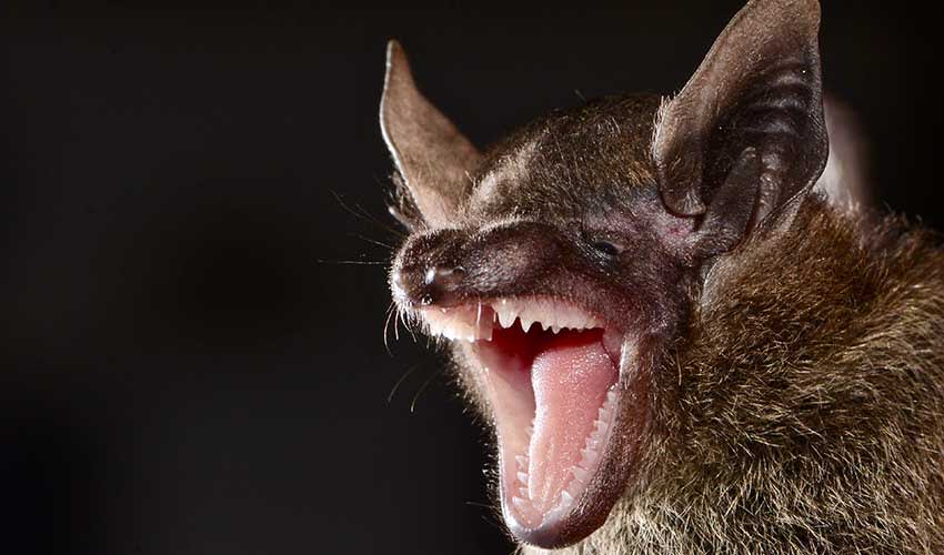 Eptesicus - House bats: facts, distribution & population | BioDB