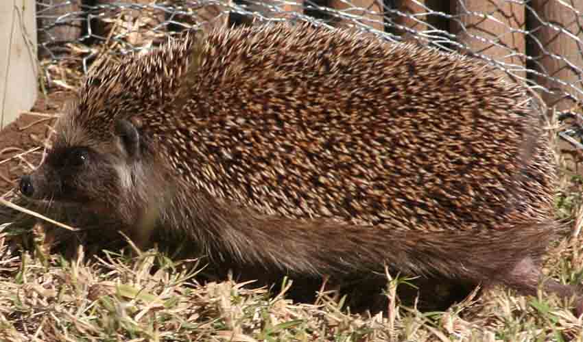 Southern African hedgehog facts, distribution & population | BioDB