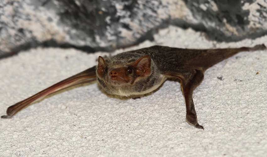 Taphozous - Tomb bats: facts, distribution & population | BioDB