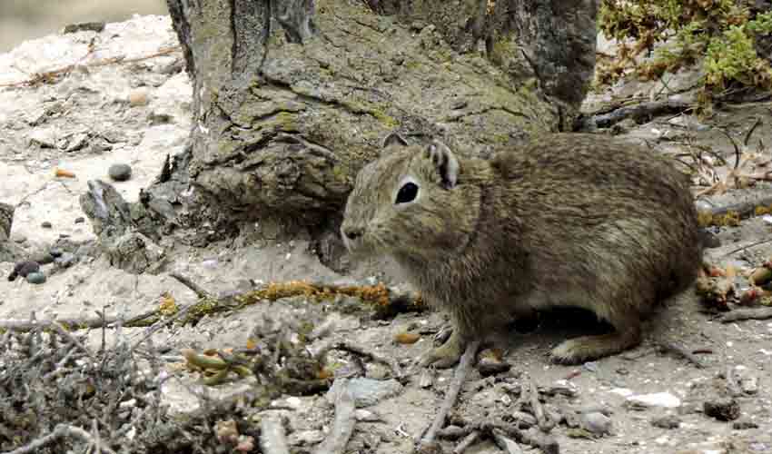 Microcavia - Mountain cavies: facts, distribution & population | BioDB