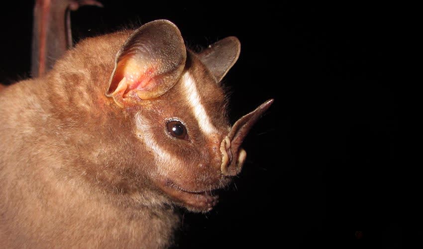 Great stripe-faced bat facts, distribution & population | BioDB