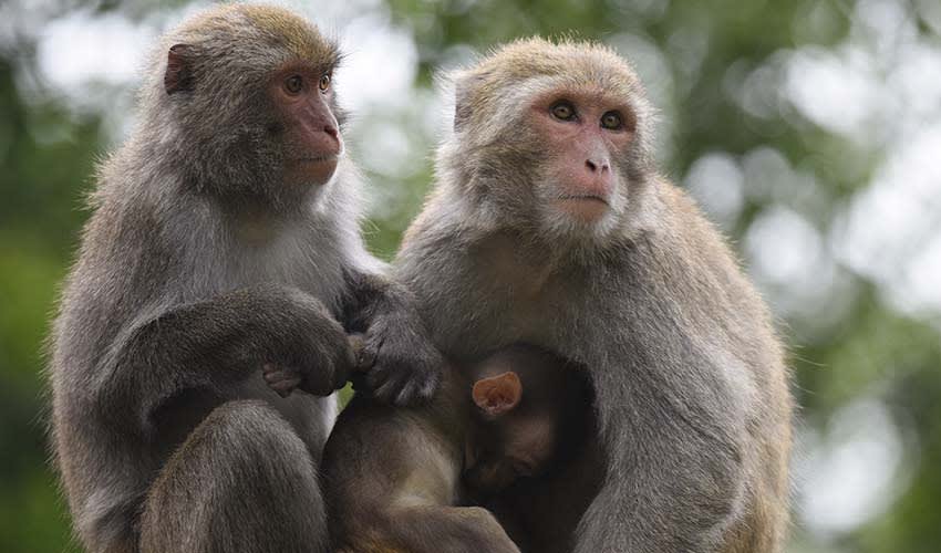 Formosan rock macaque facts, distribution & population | BioDB
