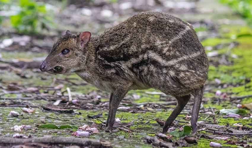 Indian spotted chevrotain facts, distribution & population | BioDB