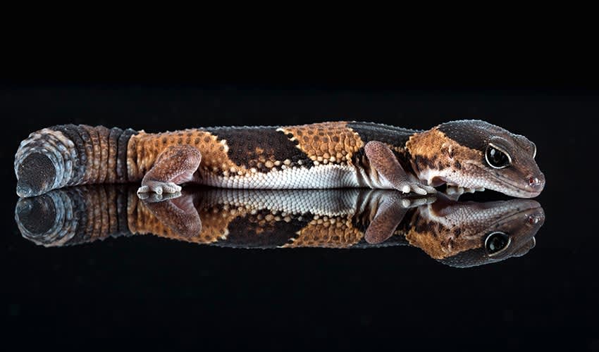 African fat-tailed gecko facts, distribution & population | BioDB