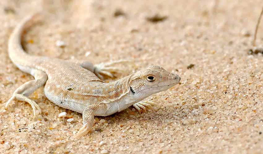 Long fringe-fingered lizard facts, distribution & population | BioDB