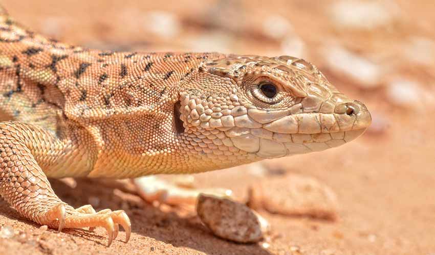 Acanthodactylus - Fringe-toed lizards: facts, distribution & population ...