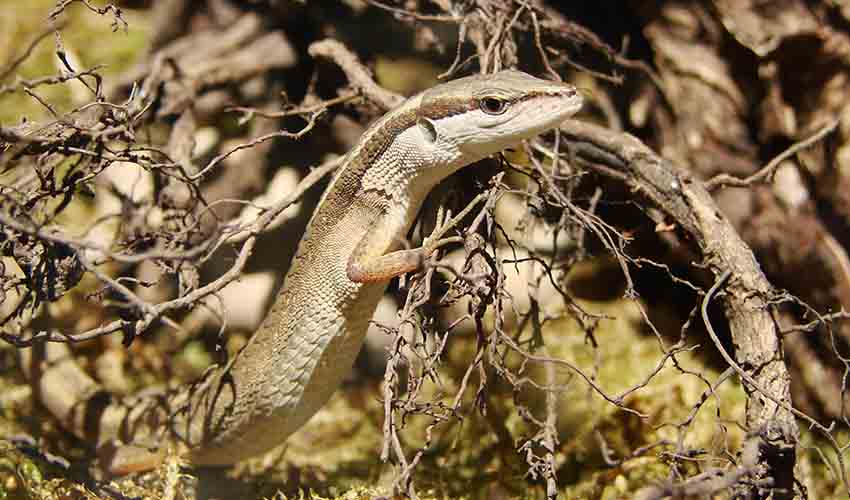 Common long-tailed lizard facts, distribution & population | BioDB