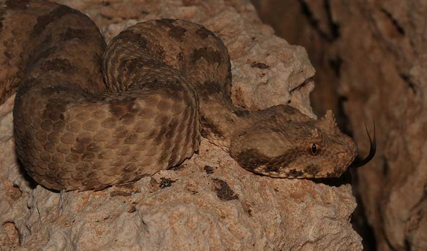 Field's horned viper facts, distribution & population | BioDB