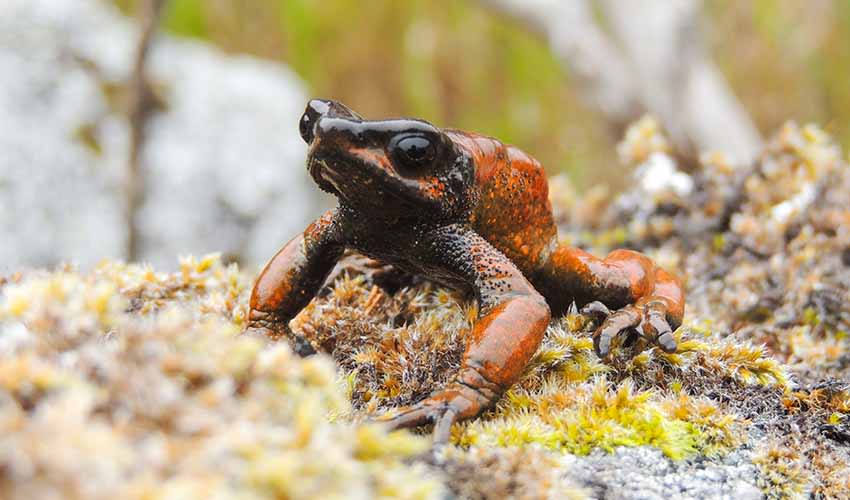 Guajira stubfoot toad facts, distribution & population | BioDB
