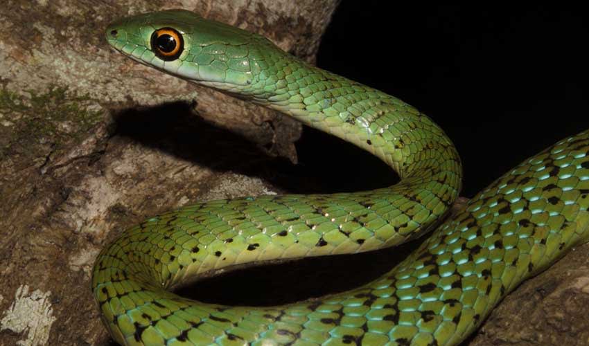 Spotted bush snake facts, distribution & population | BioDB