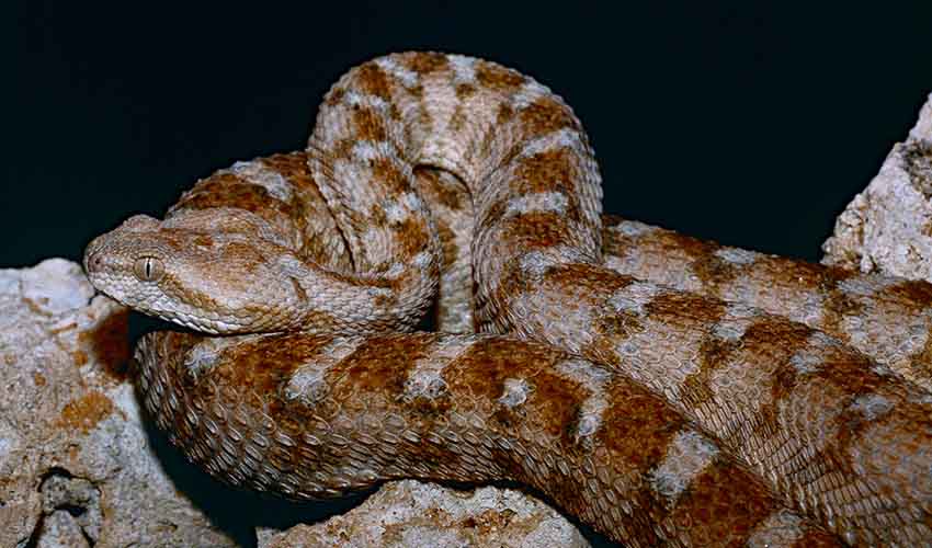 Egyptian saw-scaled viper facts, distribution & population | BioDB