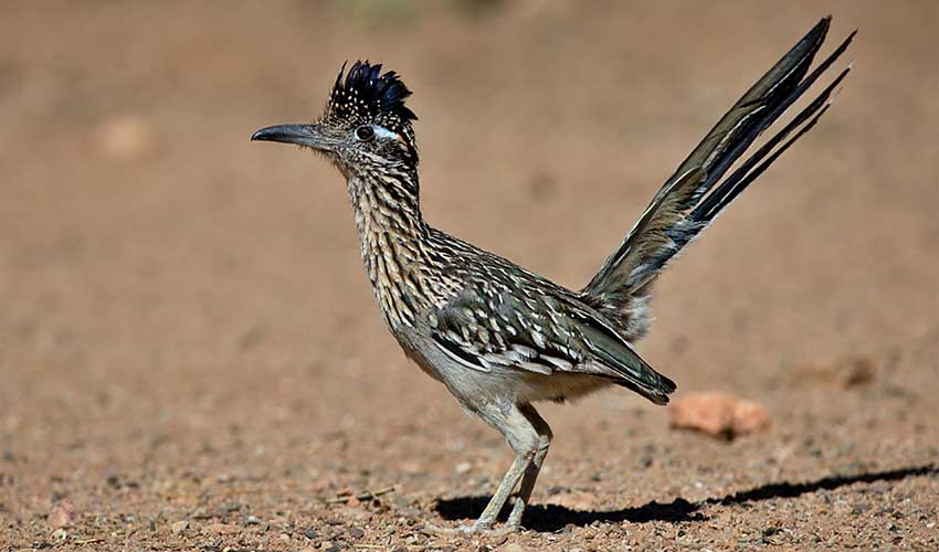 Greater roadrunner facts, distribution & population | BioDB