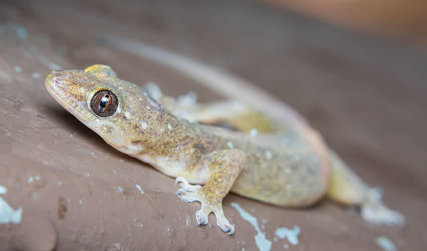 Gehyra - Web-toed geckos: facts, distribution & population | BioDB