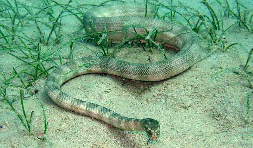 Persian Gulf sea snake facts, distribution & population | BioDB
