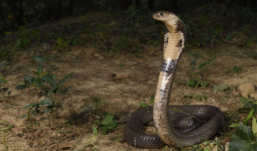 Chinese cobra facts, distribution & population | BioDB