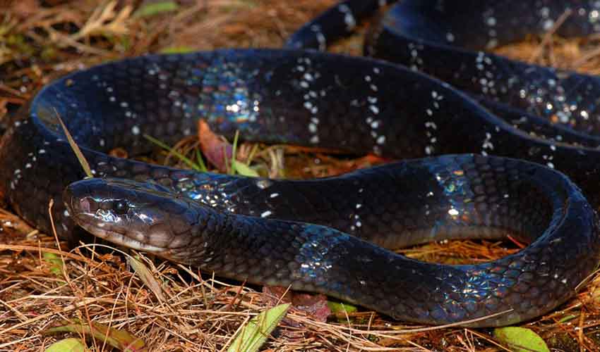 Bungarus - Kraits: facts, distribution & population | BioDB