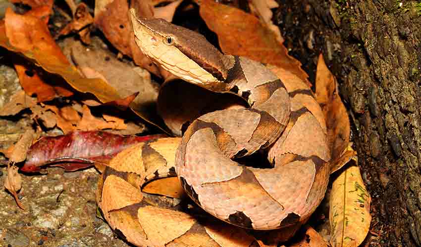 Chinese moccasin facts, distribution & population | BioDB