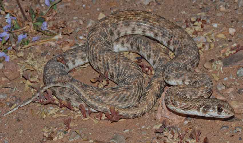 False cobra facts, distribution & population | BioDB