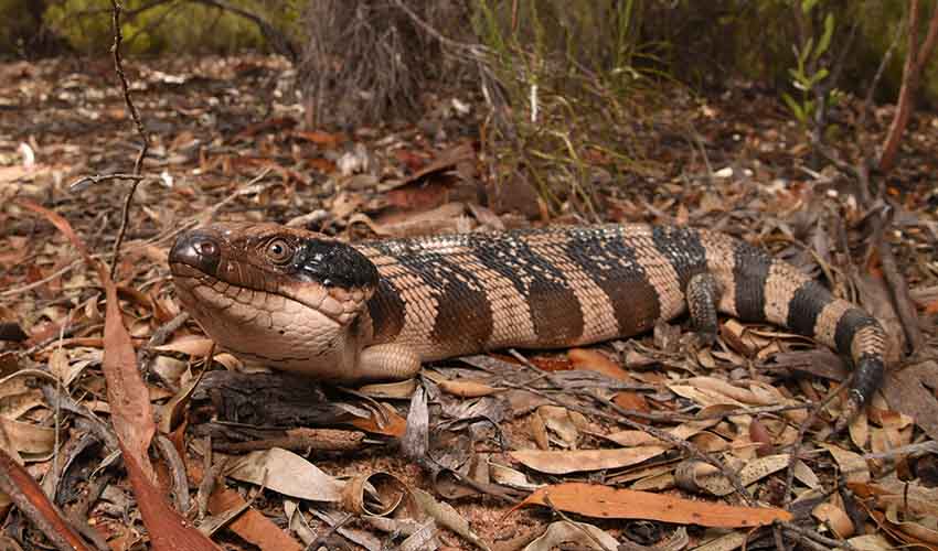Western blue-tongued lizard facts, distribution & population | BioDB