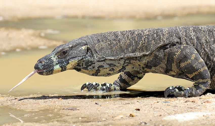Lace monitor facts, distribution & population | BioDB