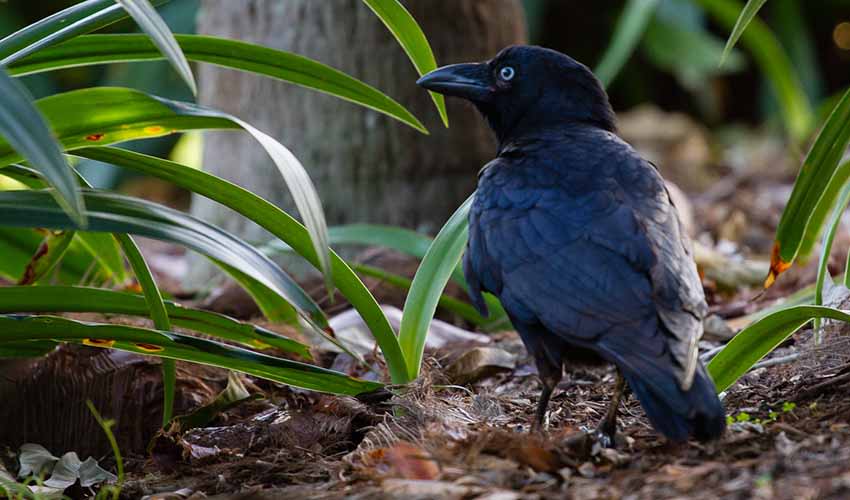 Australian raven facts, distribution & population | BioDB