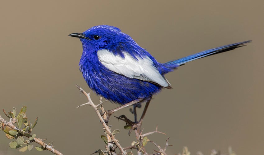 Malurus - Fairywrens: facts, distribution & population | BioDB