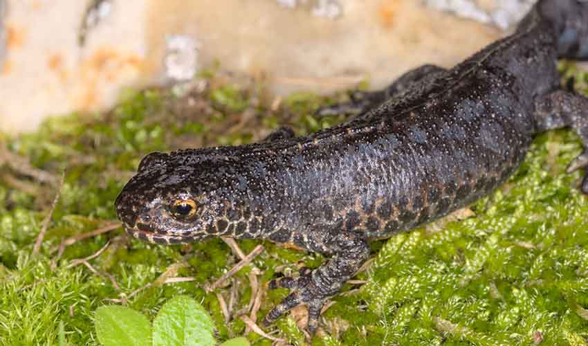 Alpine newt facts, distribution & population | BioDB