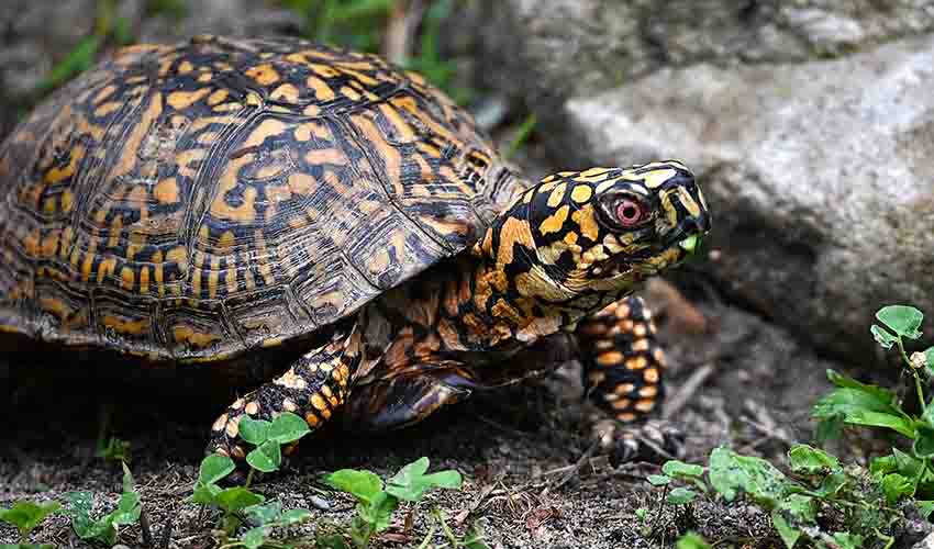 Terrapene - American box turtles: facts, distribution & population | BioDB