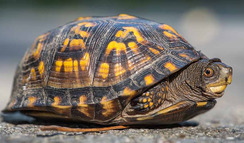 Common box turtle facts, distribution & population | BioDB