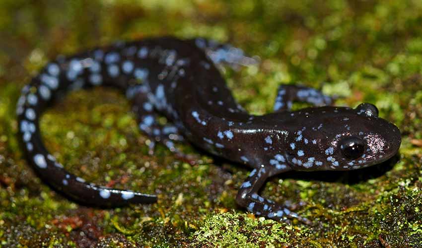 Blue-spotted salamander facts, distribution & population | BioDB