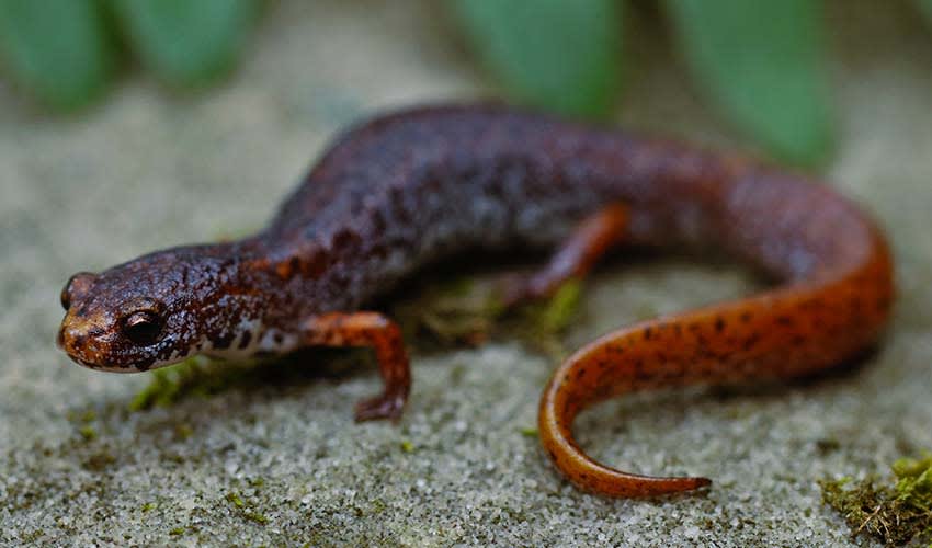 Four-toed salamander facts, distribution & population | BioDB