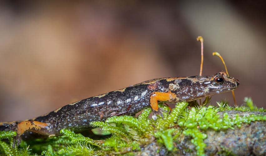 Ocoee salamander facts, distribution & population | BioDB