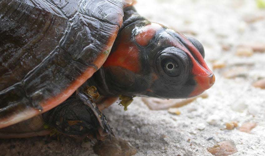 Red-headed Amazon river turtle facts, distribution & population | BioDB