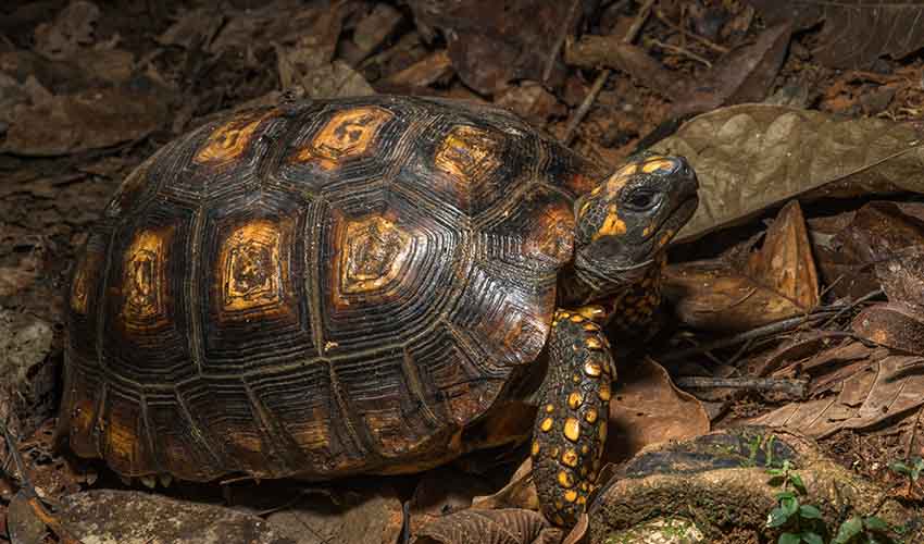 Yellow-footed tortoise facts, distribution & population | BioDB