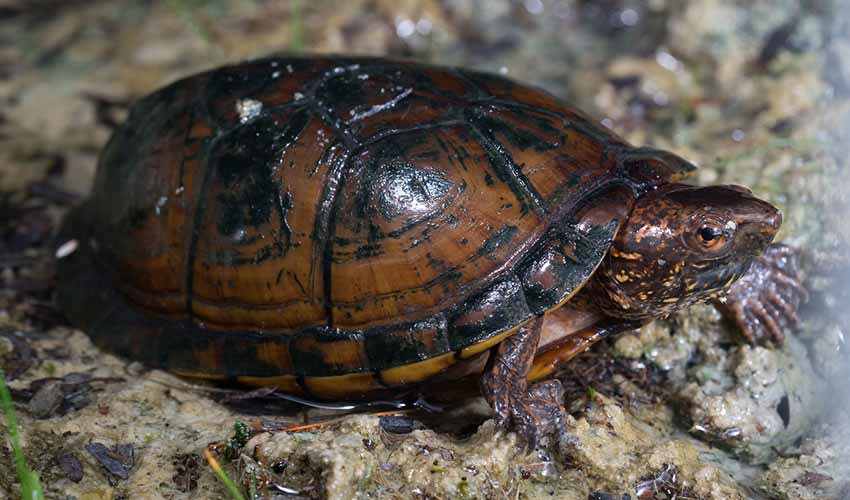 Kinosternon - Mud turtles: facts, distribution & population | BioDB