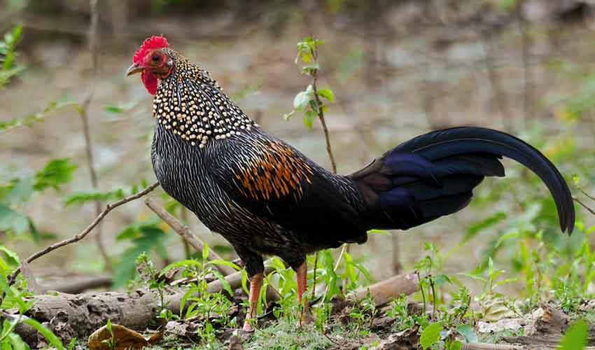 Gray junglefowl facts, distribution & population | BioDB