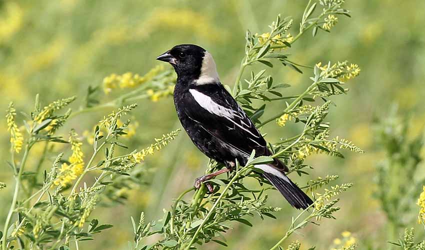 Bobolink facts, distribution & population | BioDB
