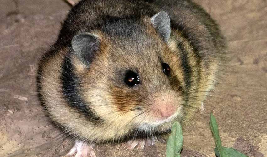 Mesocricetus - Golden hamsters: facts, distribution & population | BioDB