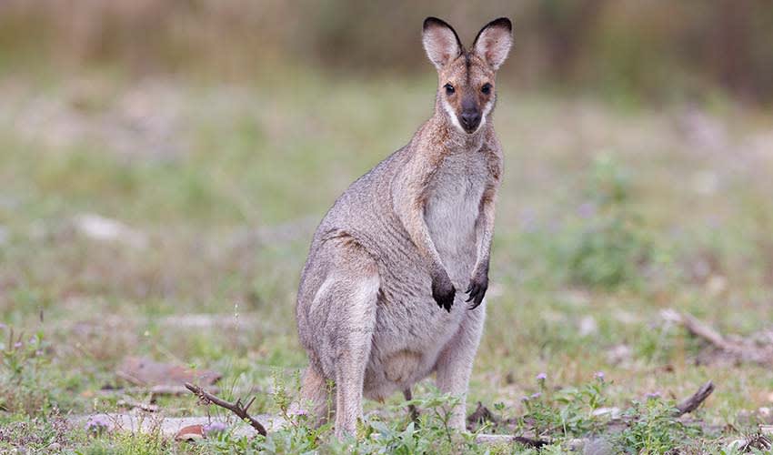 Red-necked wallaby facts, distribution & population | BioDB